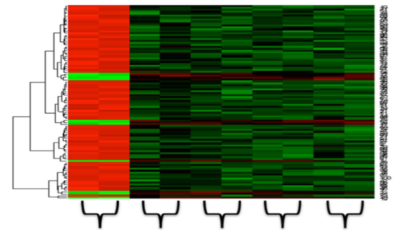Dendritic Cell Vaccine - Diakonos